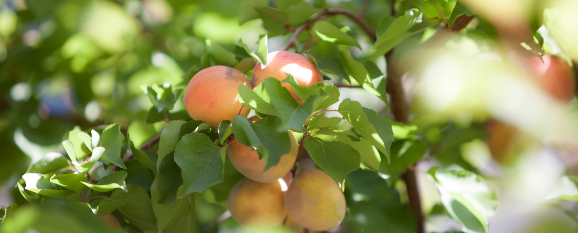 Three Times in the Year - Church of God